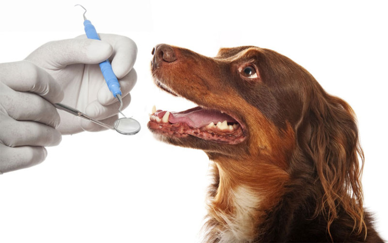 Pet Dentistry | Tucson, AZ | Adobe Veterinary Center