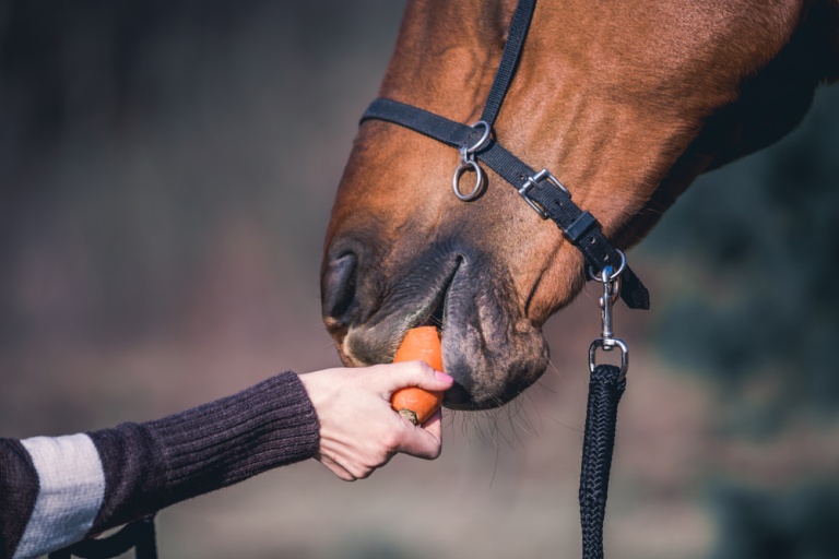 The Importance of Dental Care for Horses: How Often Should You Float ...